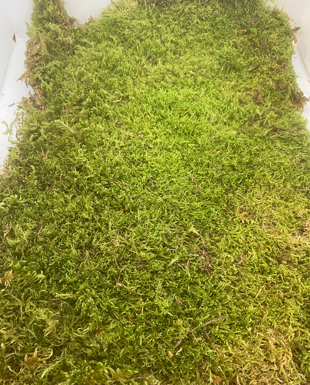 Mousse plate naturelle vivante – Ô Garden Design®